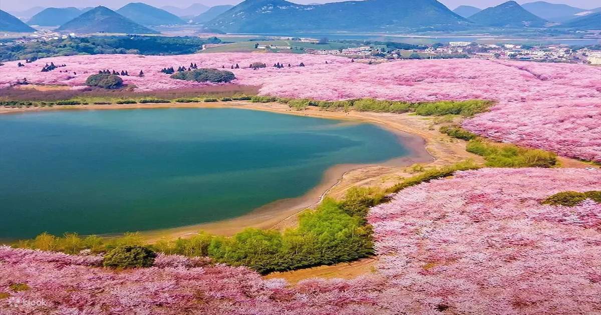 3-day cherry blossom tour in Pingba, Guizhou (Wenfan Huajiantang, the ...