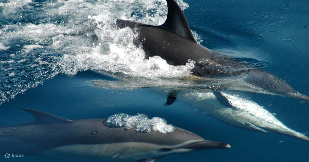 Tikapa Moana Whale And Dolphin Wildlife Cruise in Auckland - Klook