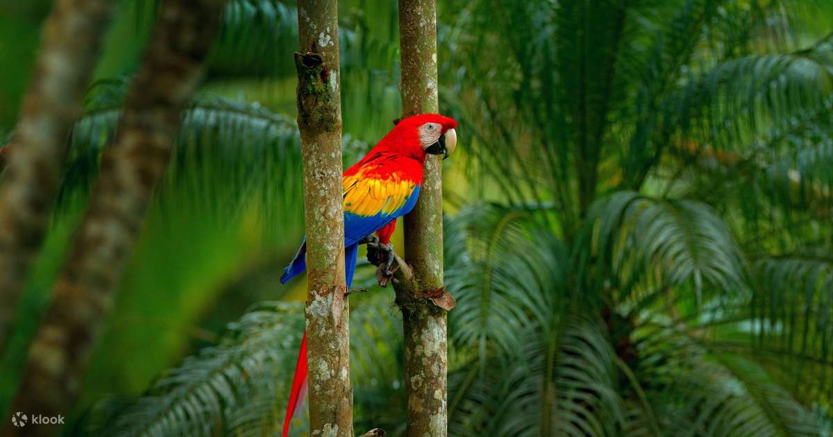 Immerse Yourself in Nature: 6-Day Tambopata Macaw Clay Lick Adventure ...