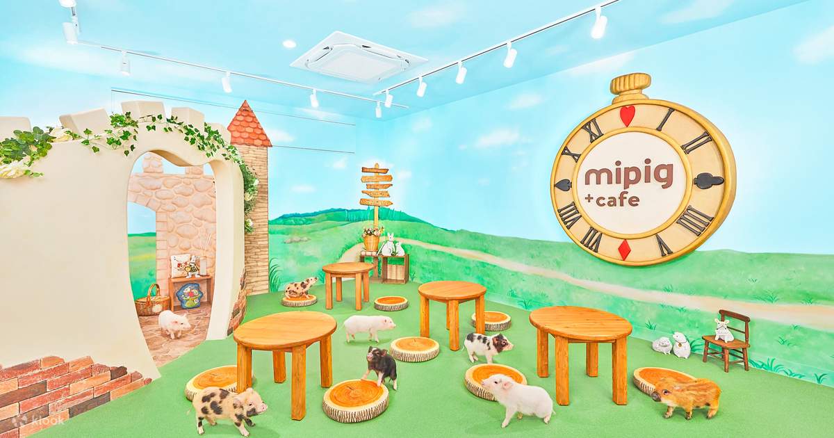 Micro Pig Cafe Experience in Fukuoka - Klook Singapore