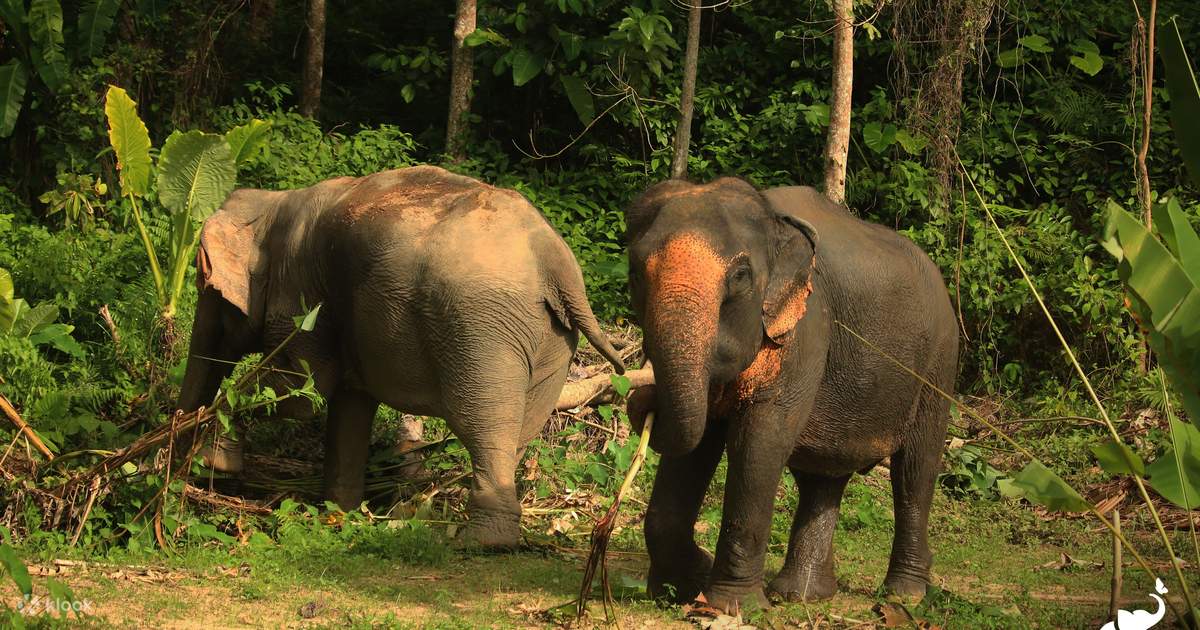 Join In Phuket Hidden Forest Elephant Reserve Sanctuary Experience in ...