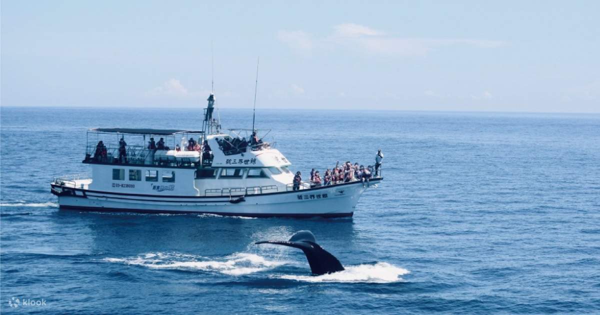 Hualien: Whale World Whale Watching Ecological Tour (sessione ...