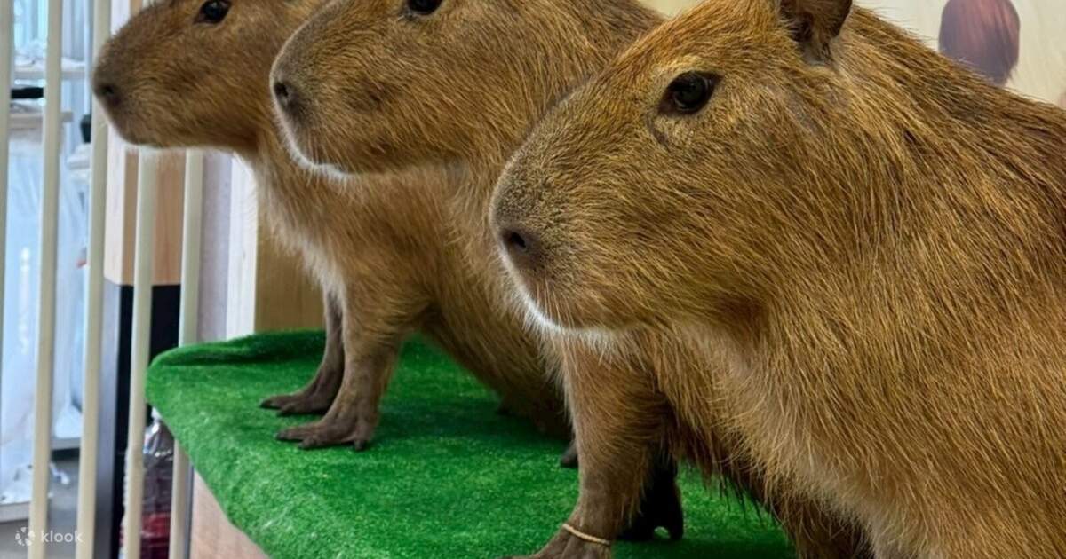 Capybara cafe Moffu Tokyo - Klook