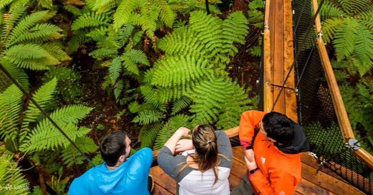 Redwoods Daytime Treewalk Experience Outdoor Adventure in Auckland ...