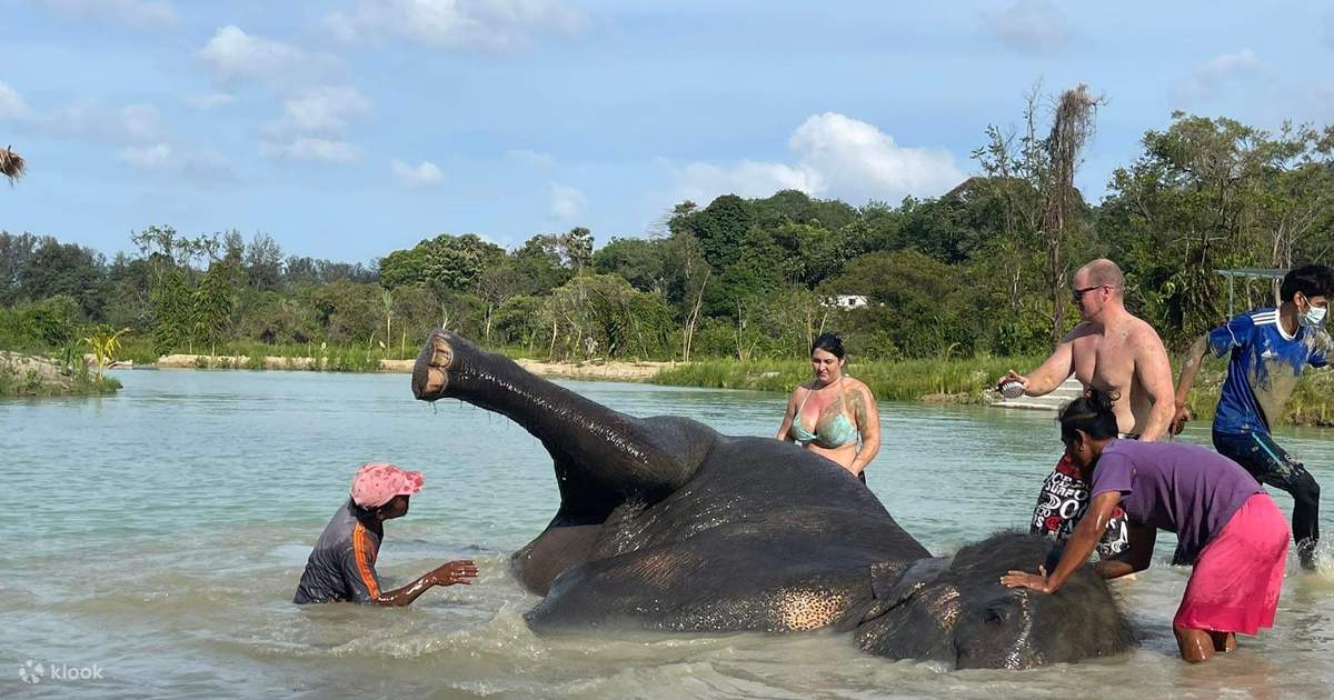 Join In Phuket Elephant Care Sanctuary in Phuket - Klook