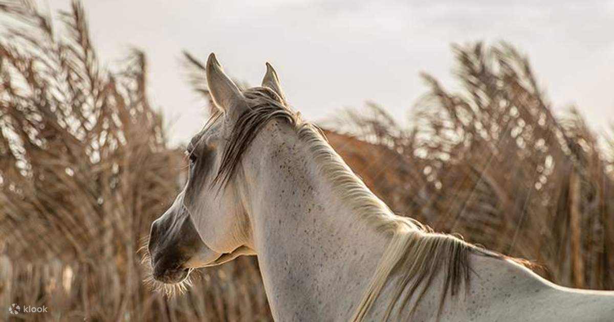 Bersiaplah untuk pengalaman menunggang kuda dan unta - Klook Indonesia