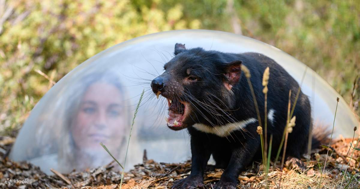 Tasmanian Devil Unzoo Admission in Tasmania - Klook