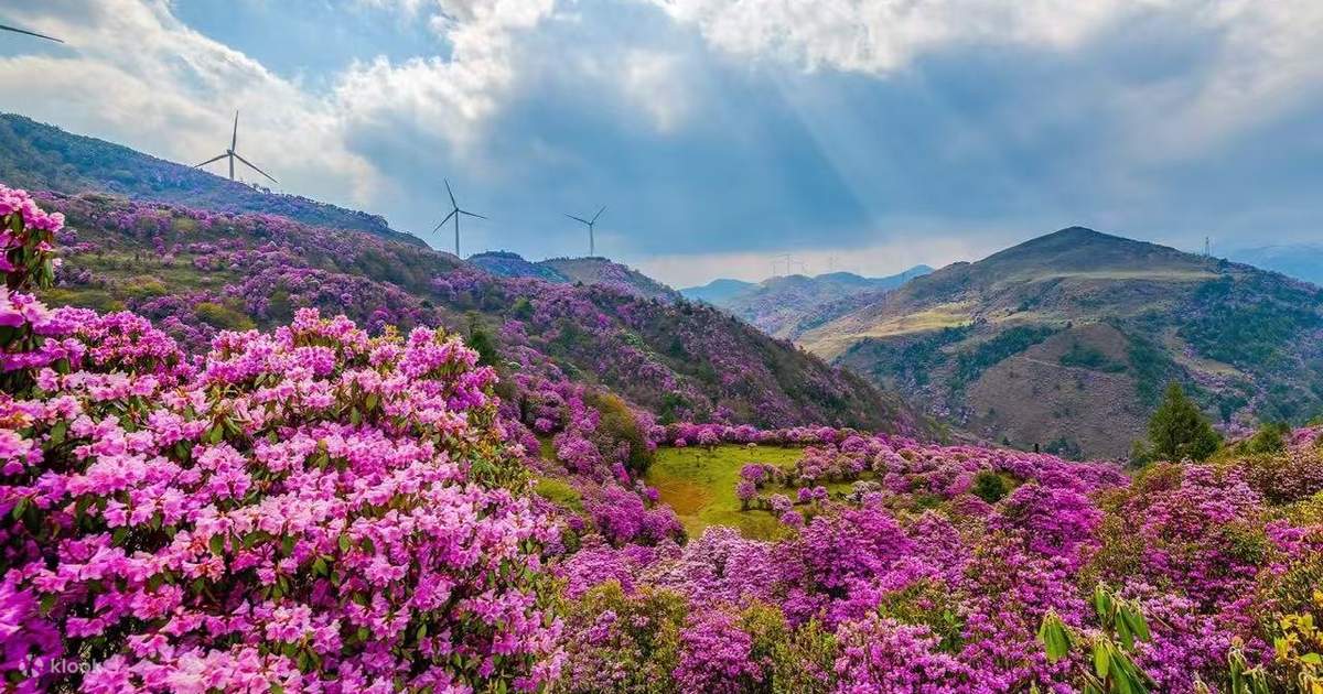 2-Day Luxury Dali, Yunnan Tour (Shuanglang Ancient Town & Jin Suo ...