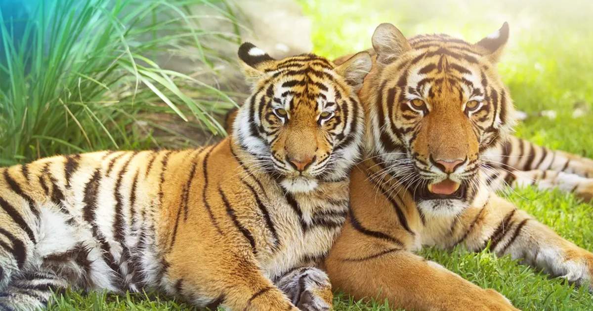 Buy Dreamworld Entry Ticket, Gold Coast Online - Klook Australia