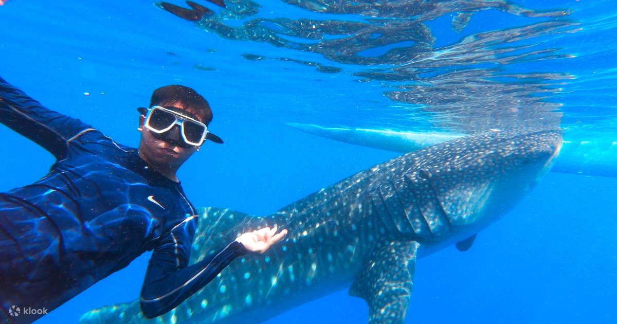 Oslob Whale Shark Encounter Join In Day Tour from Dumaguete - Klook