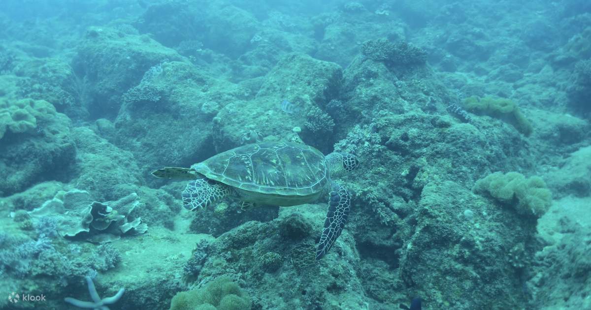 Jelajahi Keindahan Bawah Air: Penyelam Perairan Terbuka PADI di Okinawa ...