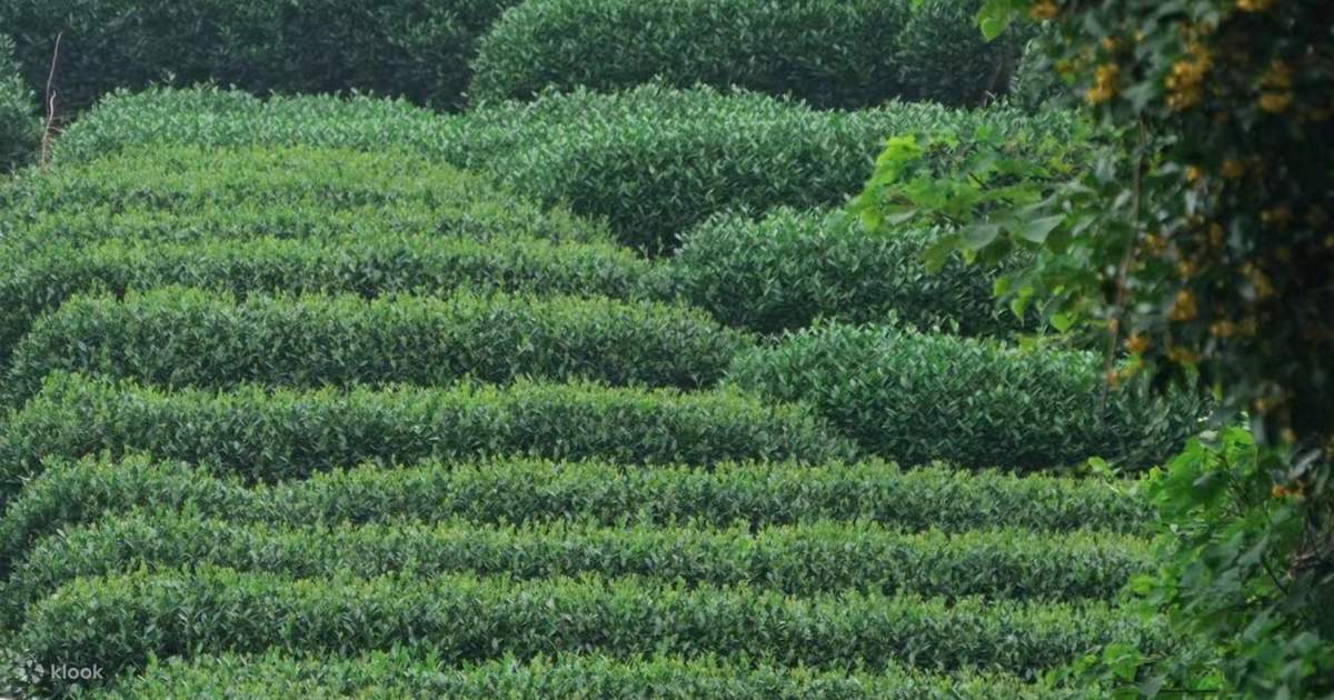 龙井村采茶炒茶品茶之旅人工导览服务 Klook客路