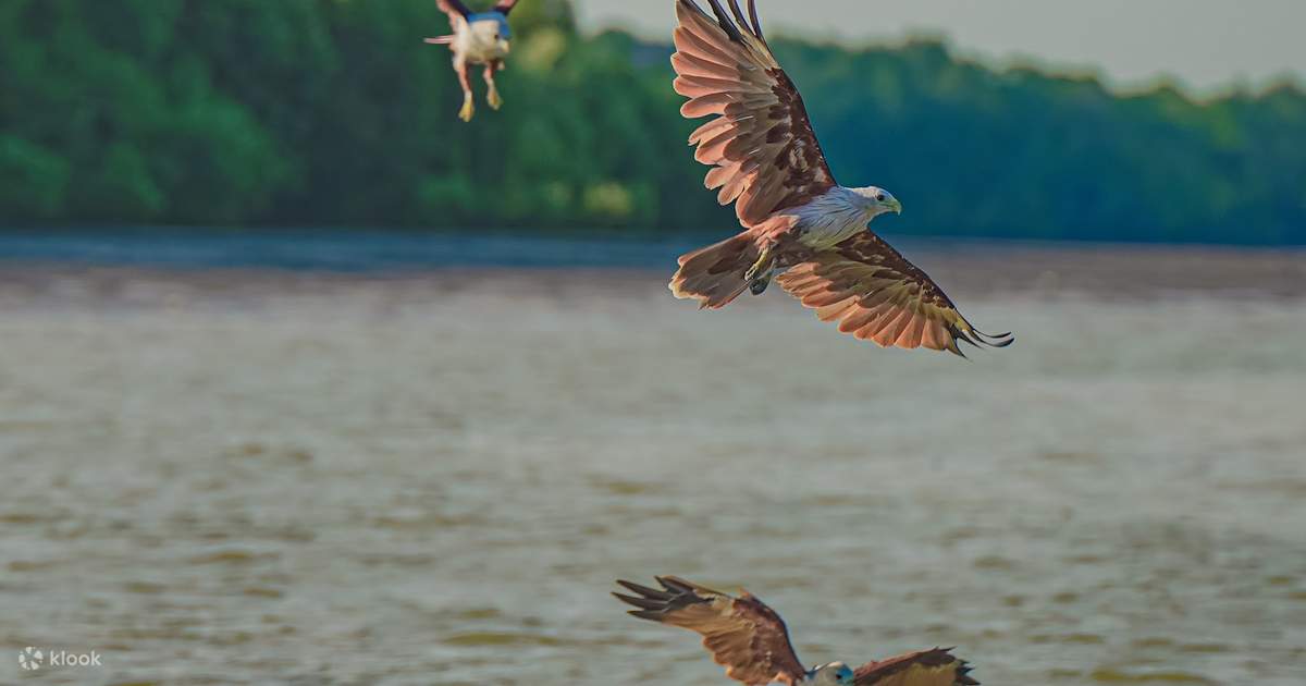 Eagle Feeding Experience in Kuala Selangor - Klook Malaysia