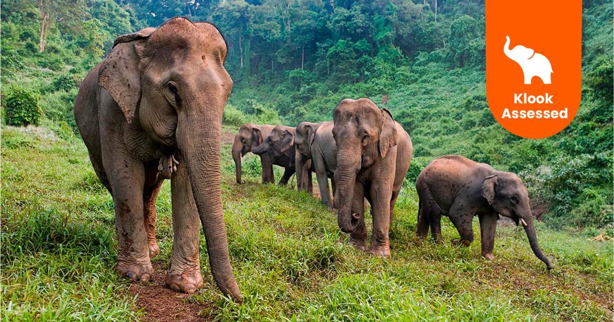 Pengalaman Konservasi Gajah di Pusat Konservasi Gajah - Klook Indonesia