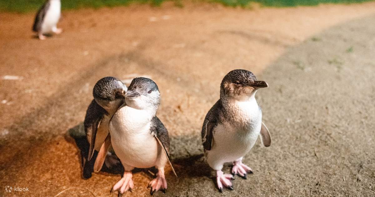 Perarakan Penguin, Ladang Susu & Lawatan 1 Hari Taman Koala (Pemandu ...