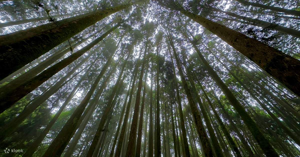 Alishan Day Tour (Eternal Bridge & National Forest Recreation Area ...