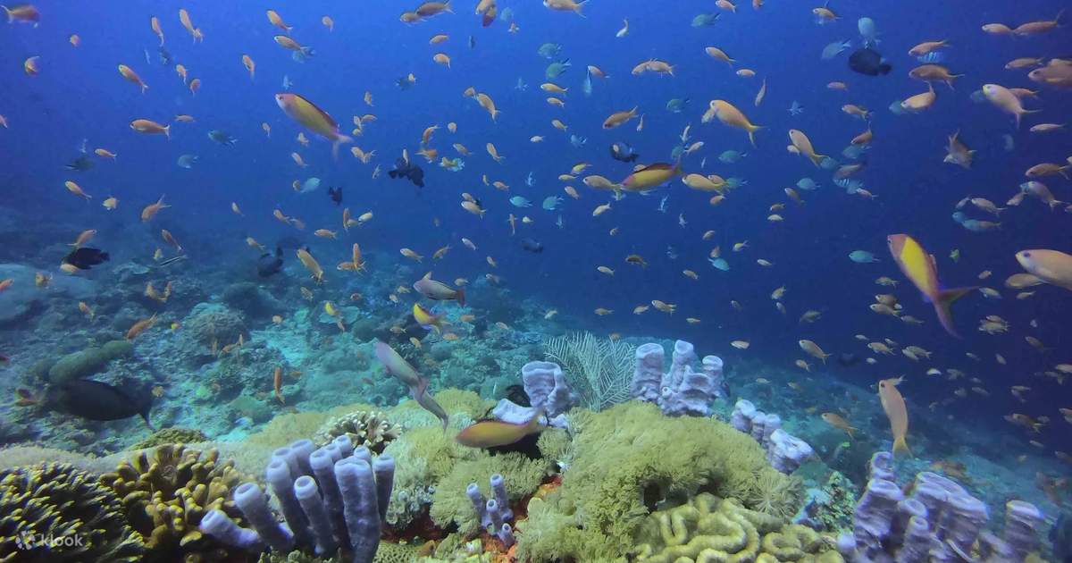 PADI Discover Scuba Diving Day trip Tulamben (pool+2 dive) in Bali with ...