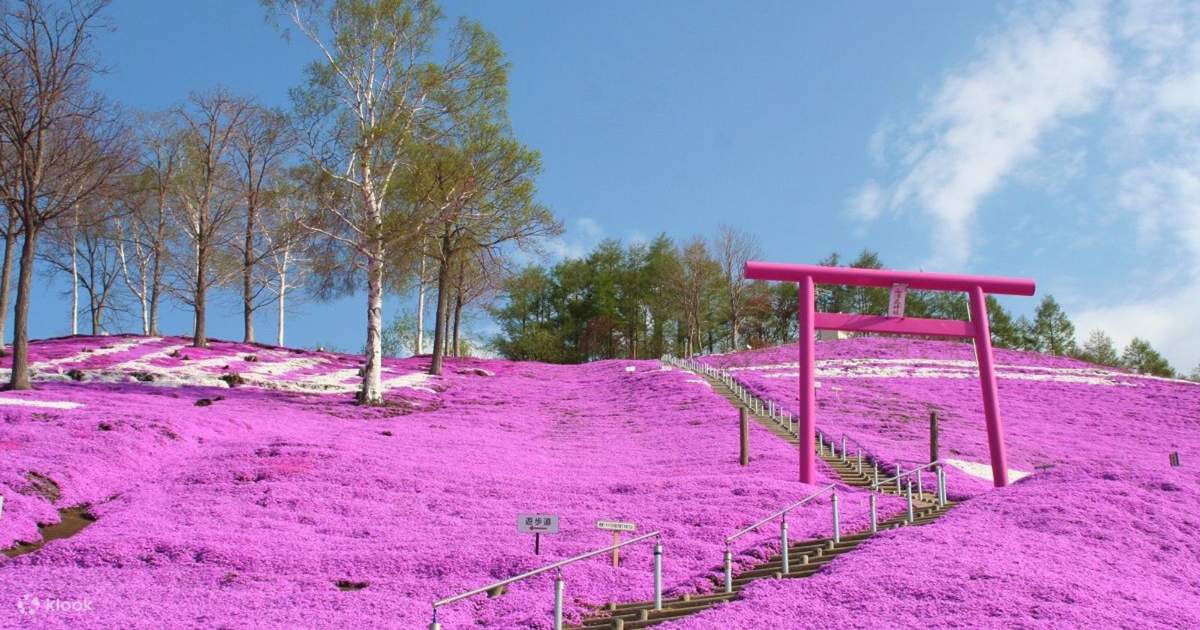 Hokkaido｜Phlox Subulata Limited｜Abashiri City Customized Chartered Car ...