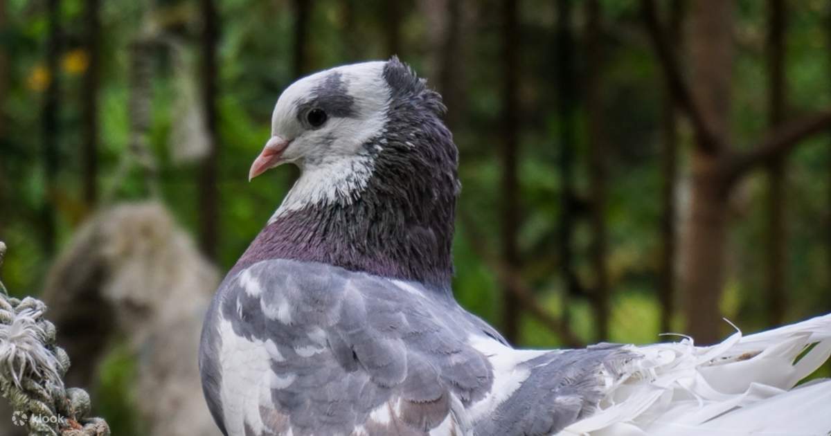 Phuket Bird Park Ticket in Phuket, Thailand - Klook
