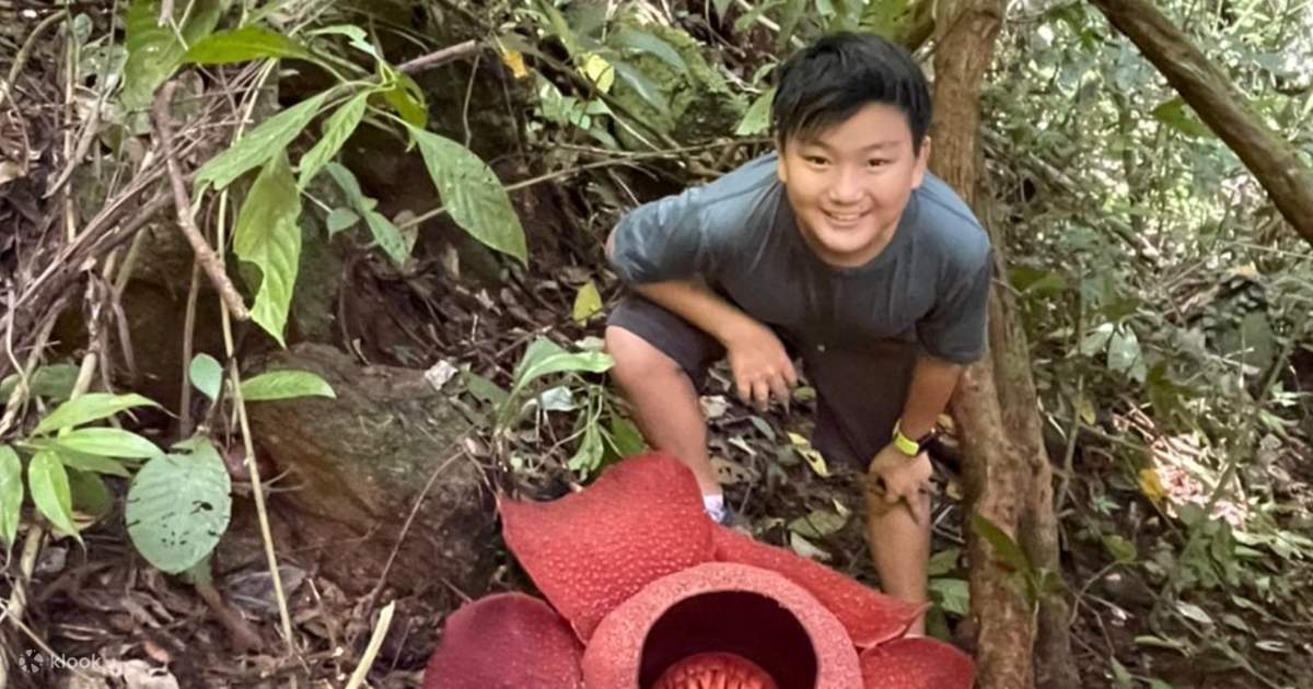 Rafflesia Half Day Trekking Trip in Cameron Highlands, Malaysia | Klook