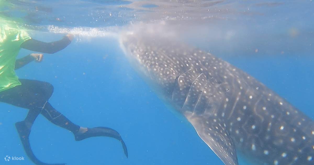 Bohol Whale Shark Interaction Tour - Klook Philippines