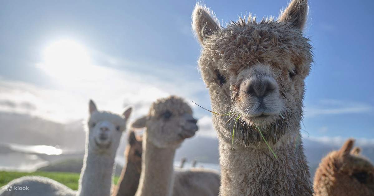 Nature Cruise & Alpaca Farm Tour - Klook