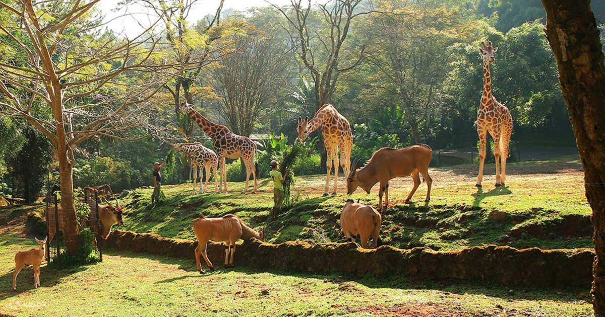 Puncak and Safari Garden Tour from Jakarta - Klook Estados Unidos