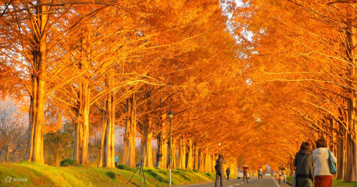 滋賀メタセコイヤ並木日帰りツアー（大阪発）のオンライン予約 | Klook