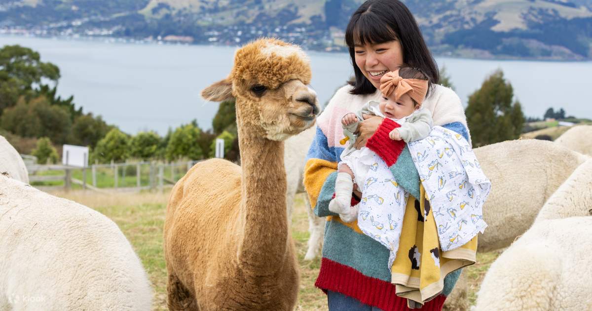 Akaroa Shamarra Alpaca Farm Tour - Klook
