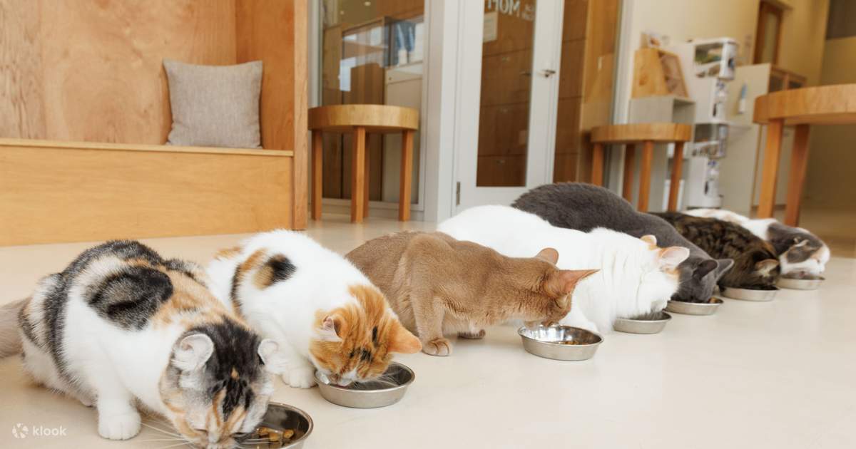 Cat Cafe MOFF CUTE CUBE Harajuku - Klook Australia