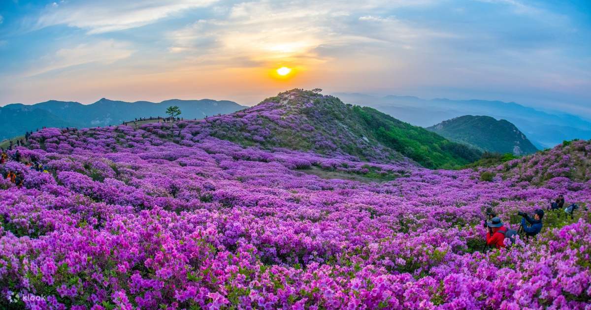 Hwangmaesan Royal Azalea Festival Tour from Busan - Klook United Kingdom