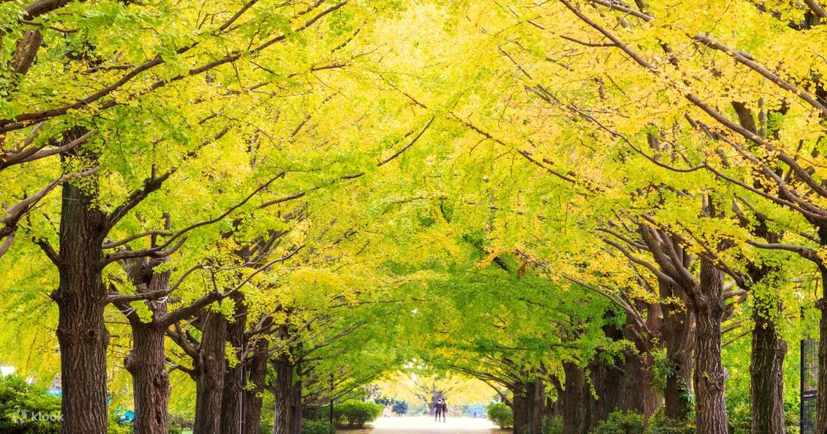 Showa Kinen National Park Flower Viewing One Day Tour from Tokyo ...