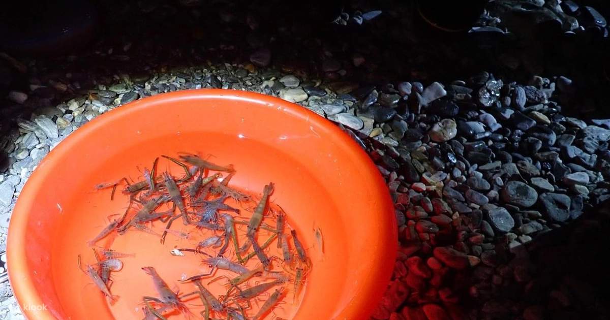 Hualien｜Catching Stream Shrimp & BBQ Experience at Night - Klook