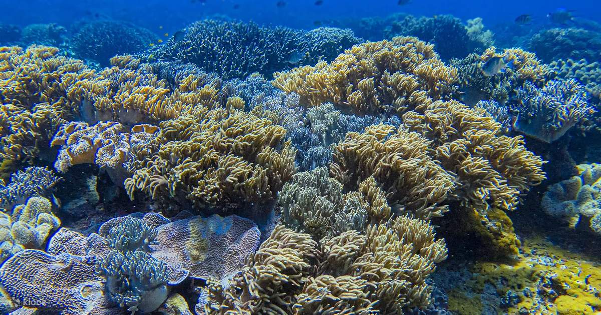 Discover Underwater Paradise: Full-Day Dive Trip to Apo Island with a ...