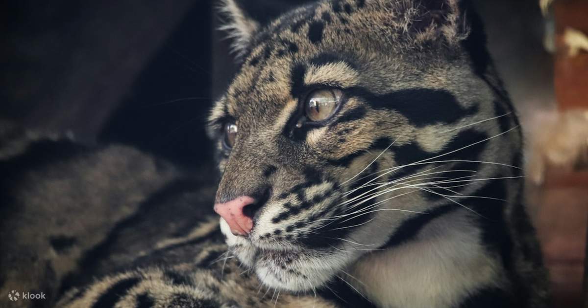 Felidae Wildcat & Species Conservation Center Barnim tour in Berlin ...