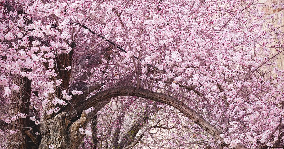 Xinjiang Yili Flower Bloom 8 Days (1+1 First Class) - Klook