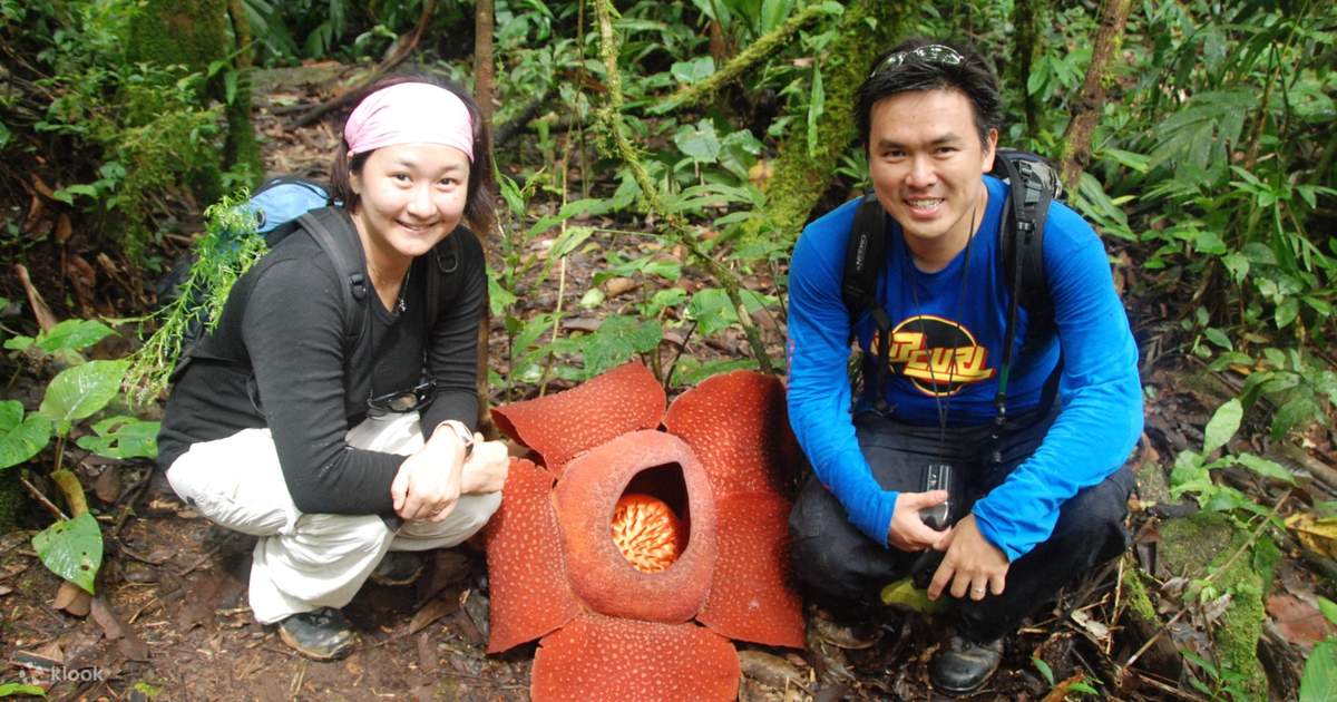 Rafflesia Half Day Trekking Trip in Cameron Highlands, Malaysia - Klook