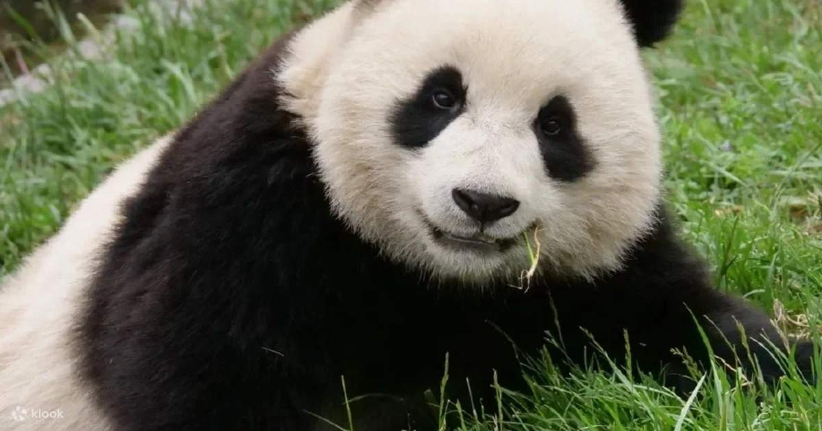 Giant Panda Volunteer Experience Day Tour - Klook