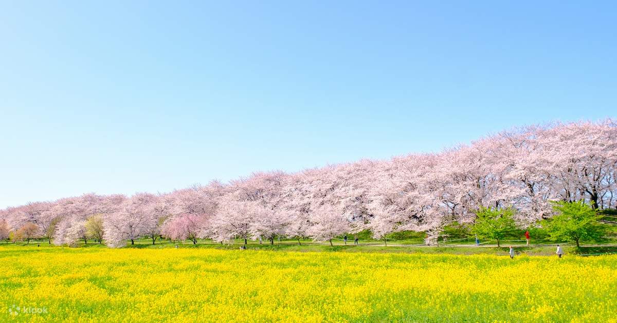 [One-day cherry blossom viewing tour in the suburbs of Kanto] Gongendo ...