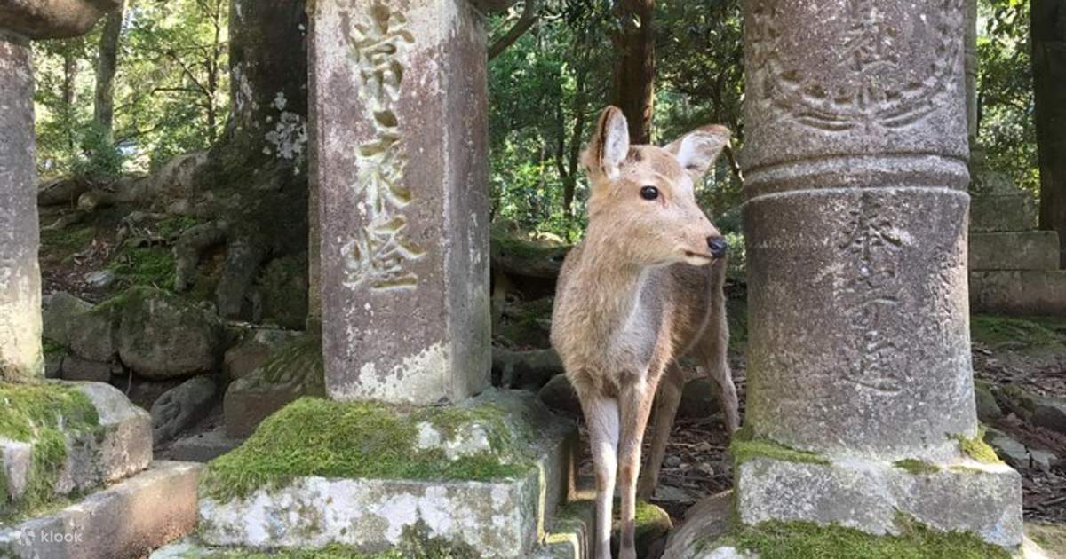 Visite guidée privée d'une journée de la ville de Nara, du parc de Nara ...