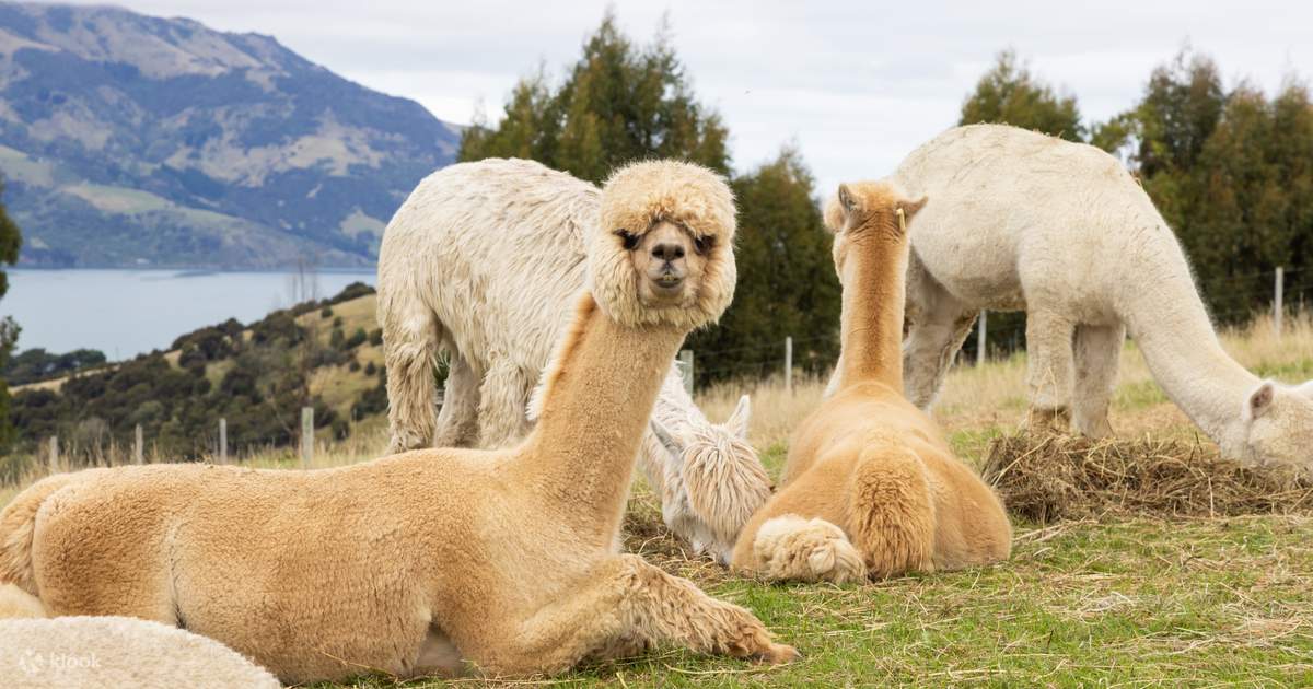 Akaroa Shamarra Alpaca Farm Tour - Klook