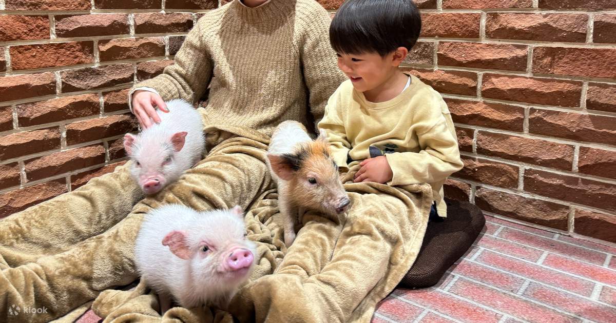Private micro pig cafe with snack-feeding experience (Tokyo) - Klook