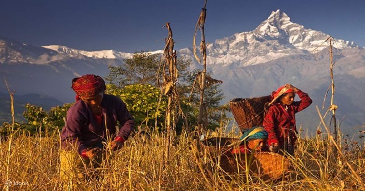 Explore the Beauty of the Himalayas: Guided Tour to Visit 5 View Points ...