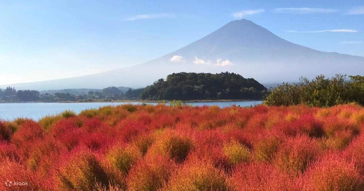 Tour in autobus di un giorno del Monte Fuji, del Parco Oishi e del ...