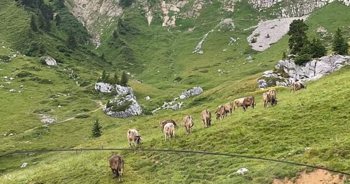 Tour Riêng Hồ Lucerne và Núi Pilatus từ Zurich - Klook Việt Nam