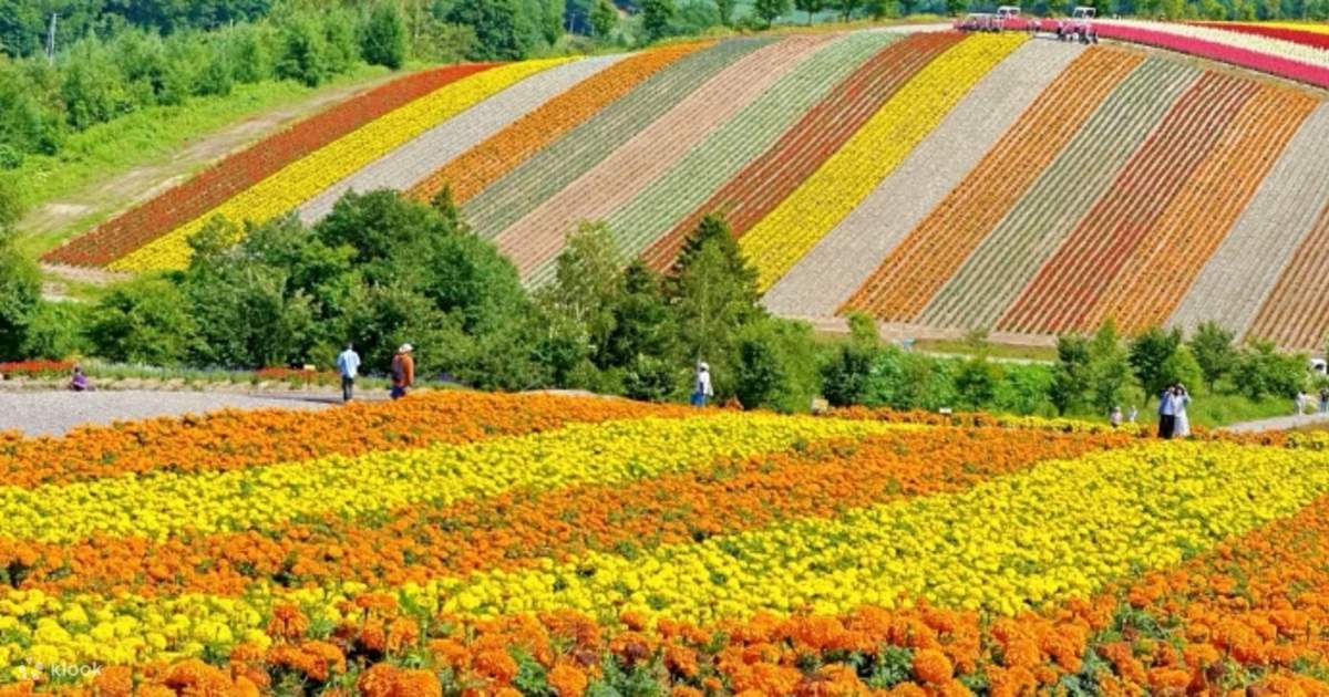 Hokkaido Biei and Furano Day Tour | Roller Coaster Road + Shikisai-no ...