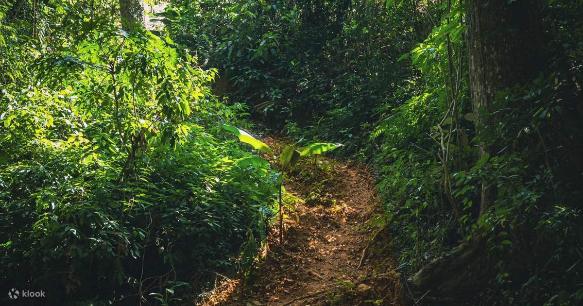 Yunnan Xishuangbanna Rainforest Hiking 1-Day Tour (Jinuo Mountain ...