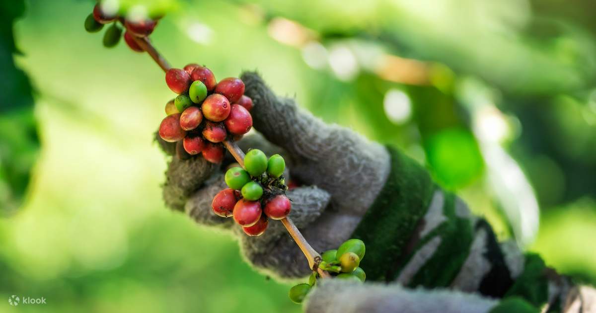 Coffee Plantation 1 Day Visit at Pang-Hai Village in Chaing Mai - Klook