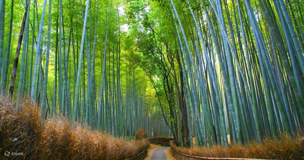 京都宇治＆伏见稻荷大社＆岚山竹林之道一日游 Klook客路