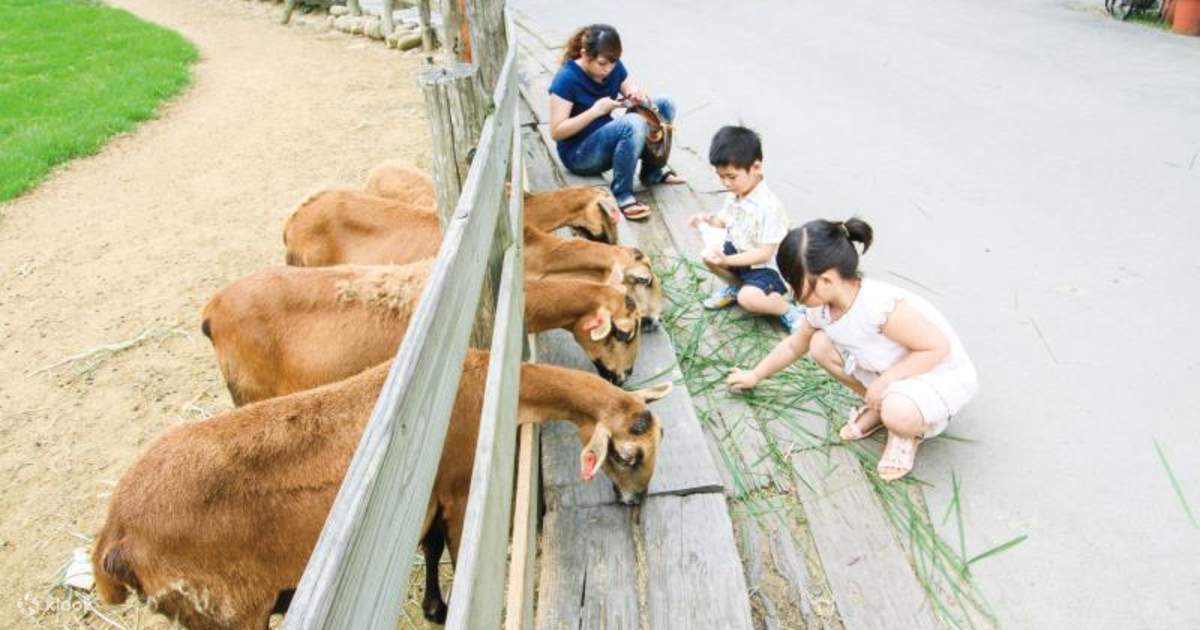 Flying Cow Ranch Ticket - 클룩 KLOOK 한국